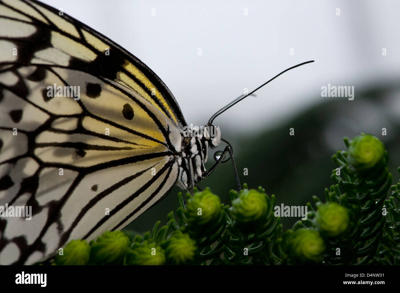 Rice paper butterfly hi-res stock photography and images - Alamy