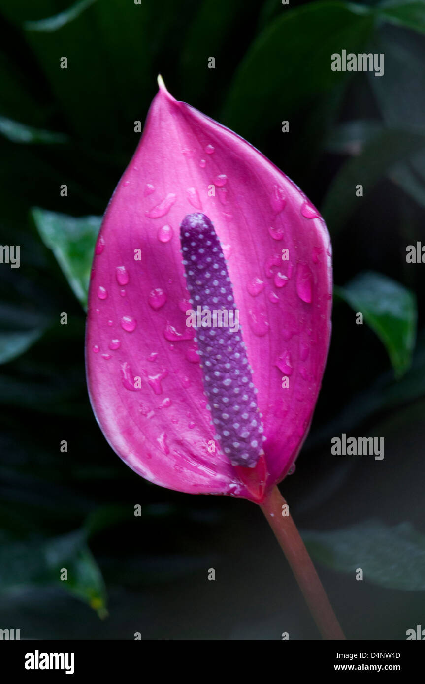 An Anthurium flower Stock Photo - Alamy