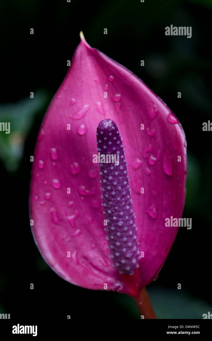 An Anthurium flower Stock Photo - Alamy