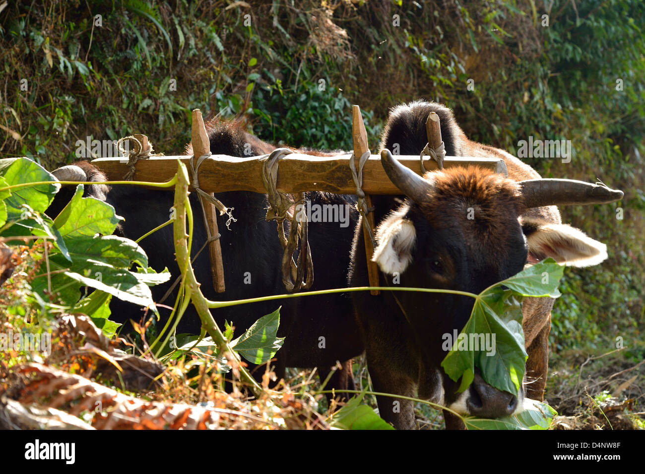 Hand made, traditional Nepalese style yoke, worn by the Oxen for ...
