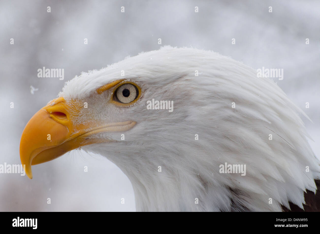 Close-up of a Bald Eagle in a snow storm Stock Photo - Alamy