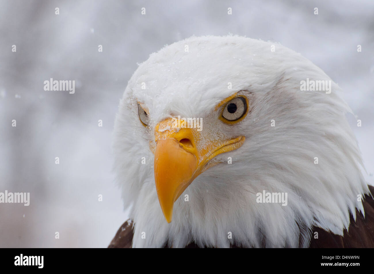 Close-up of a Bald Eagle in a snow storm Stock Photo - Alamy