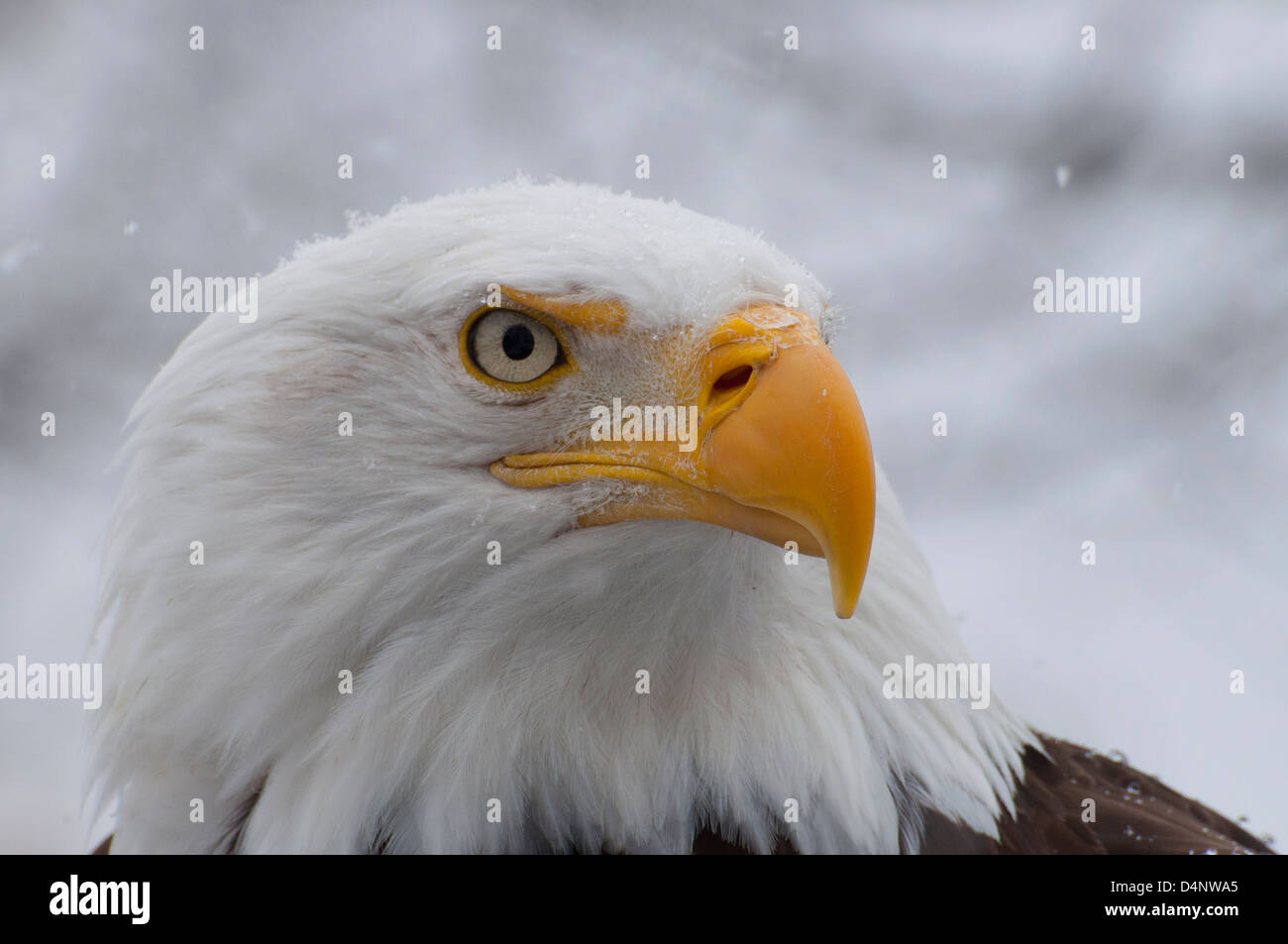 Close-up of a Bald Eagle in a snow storm Stock Photo - Alamy