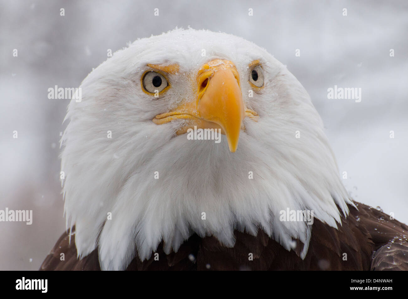 Close-up of a Bald Eagle in a snow storm Stock Photo - Alamy