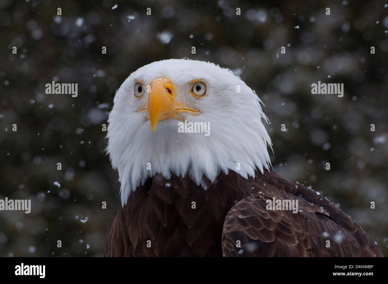 Close-up of a Bald Eagle in a snow storm Stock Photo - Alamy