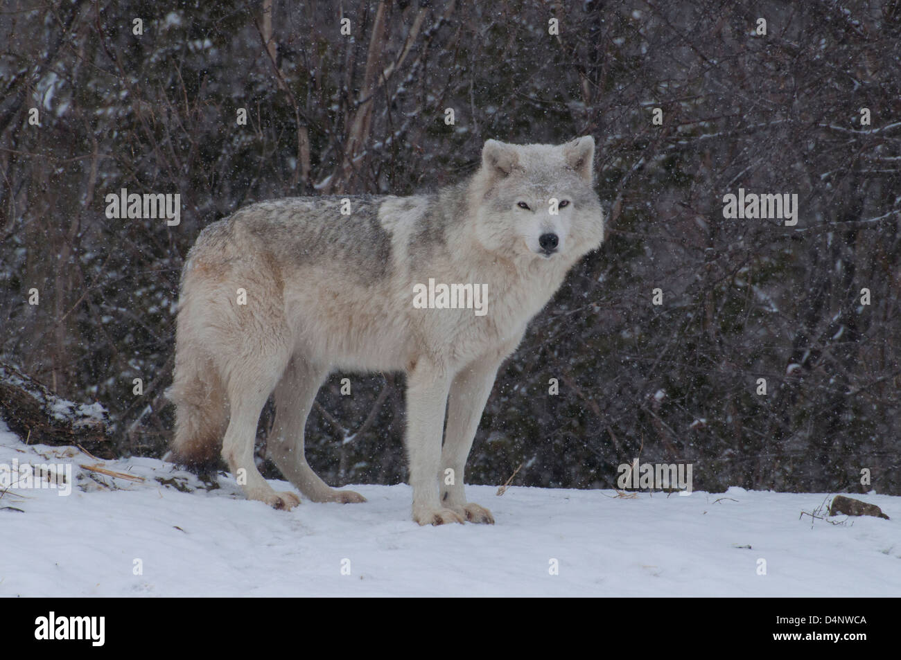 A Timber Wolf in a snow storm Stock Photo - Alamy