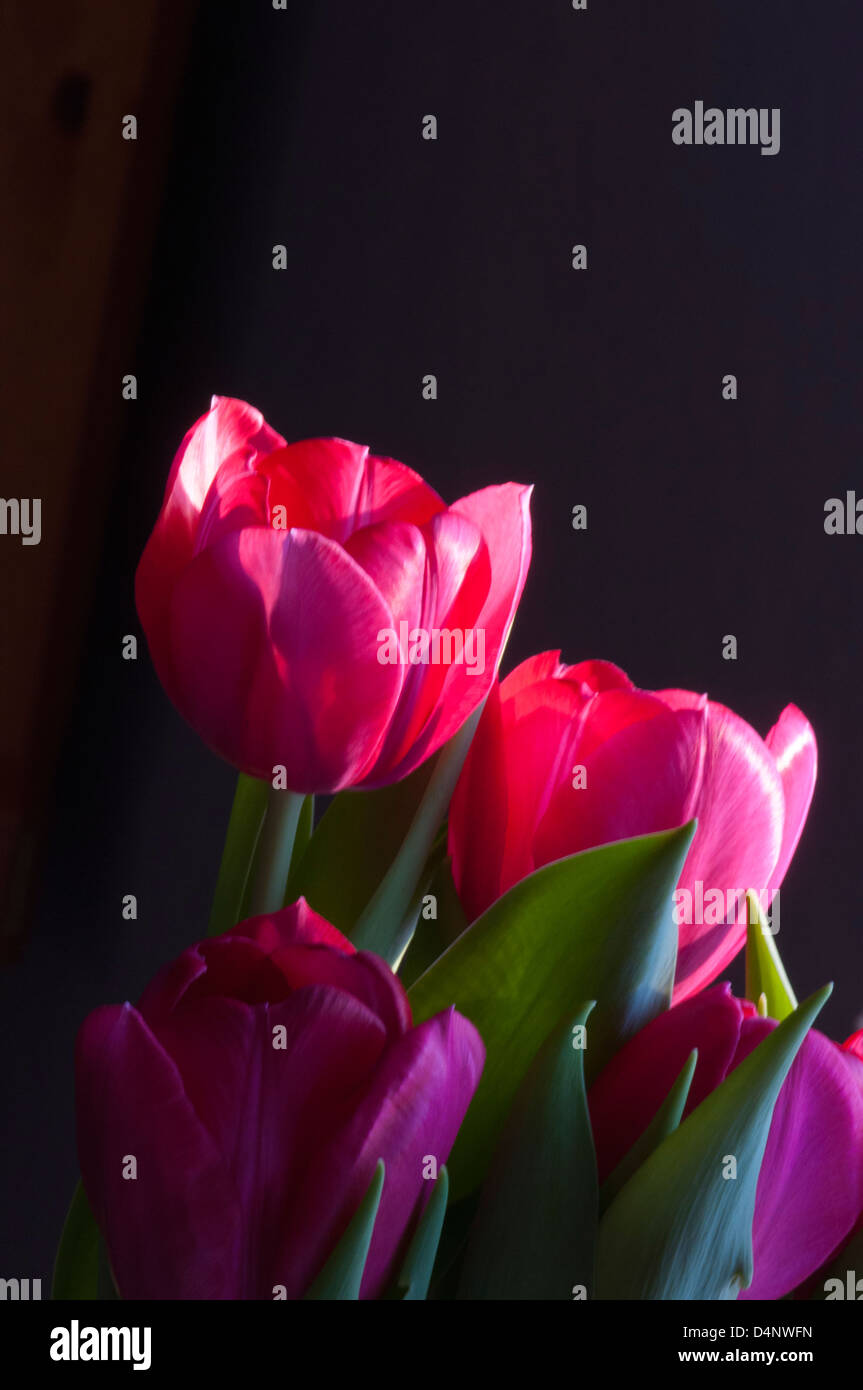 Red Tulips lit by the setting sun Stock Photo - Alamy
