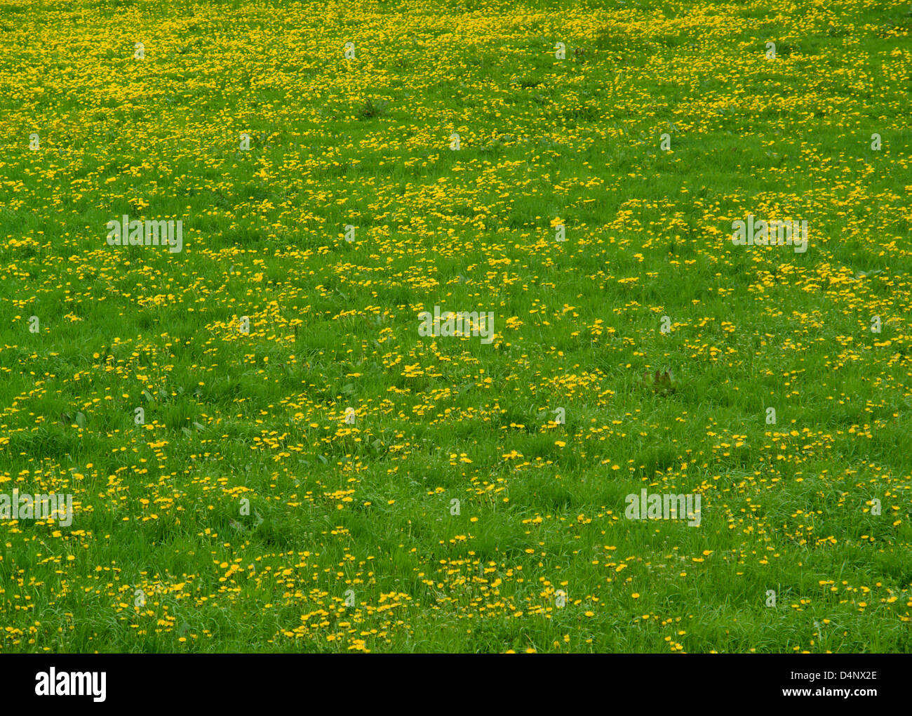 Overgrown dandelion hi-res stock photography and images - Alamy