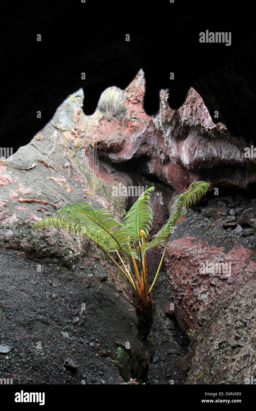 'Ama'u fern on lava flow Kilauea Volcanoes National Park Hawaii the big ...