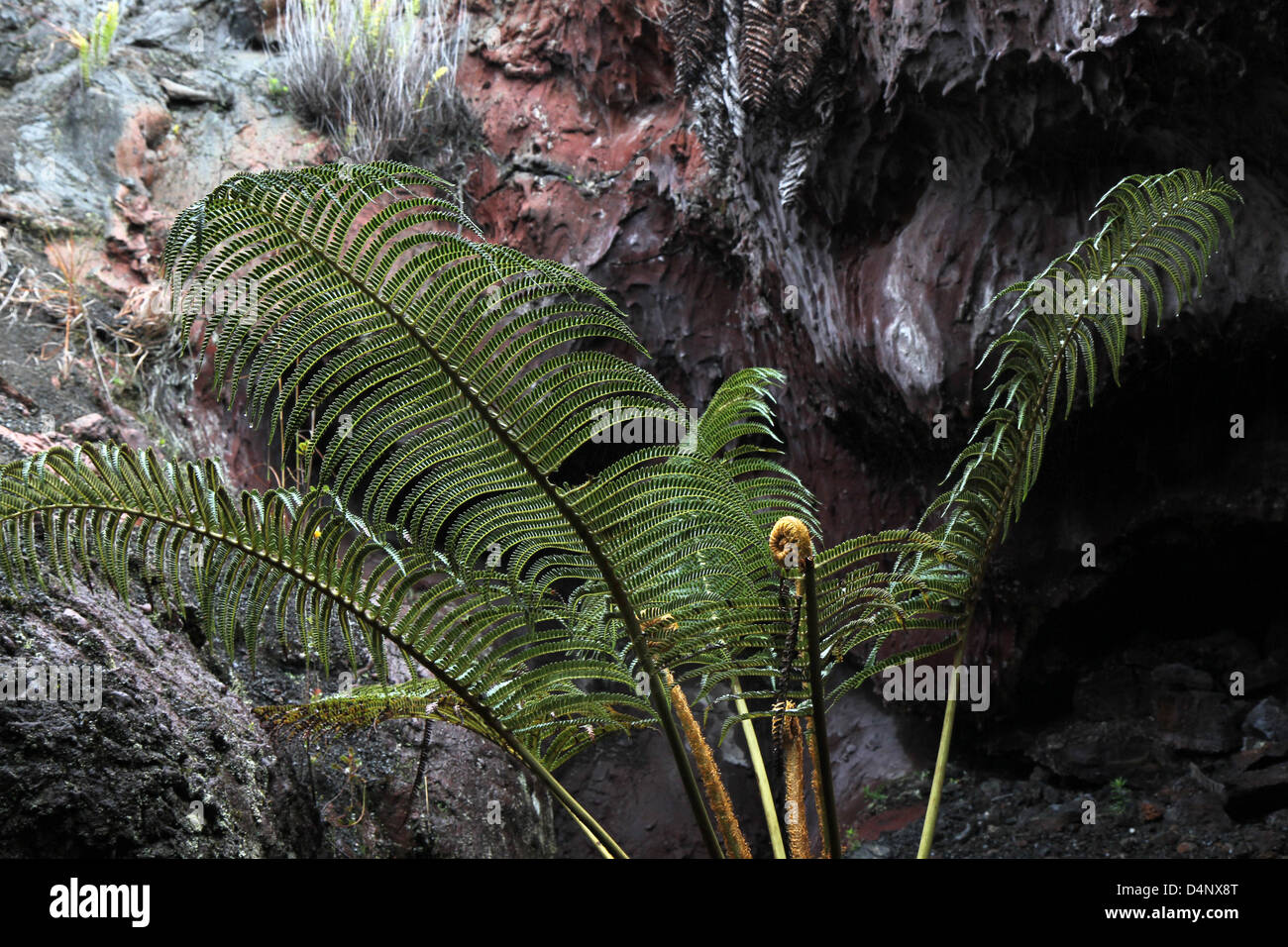 'Ama'u fern on lava flow Kilauea Volcanoes National Park Hawaii the big ...