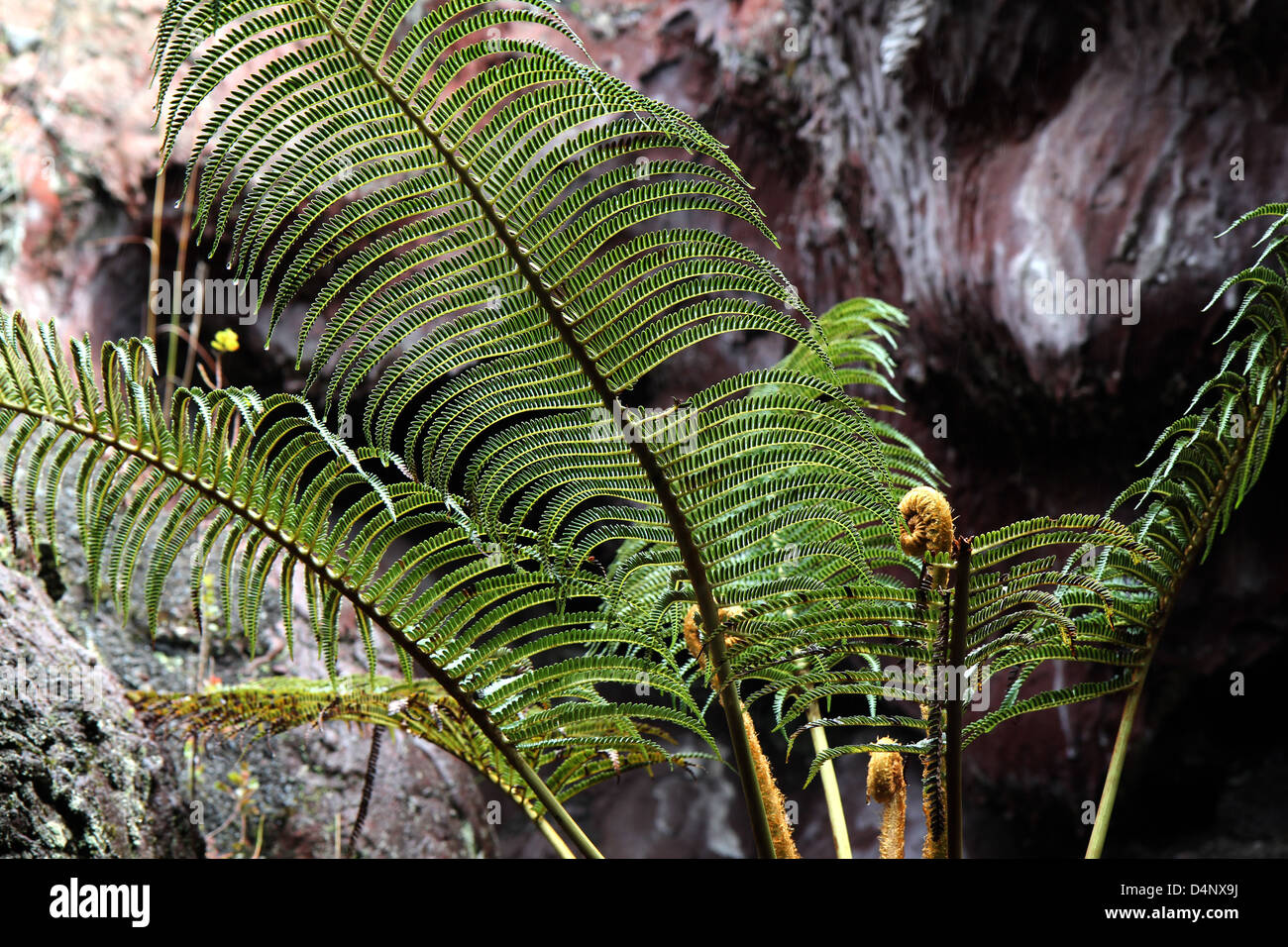 Amau fern hi-res stock photography and images - Alamy