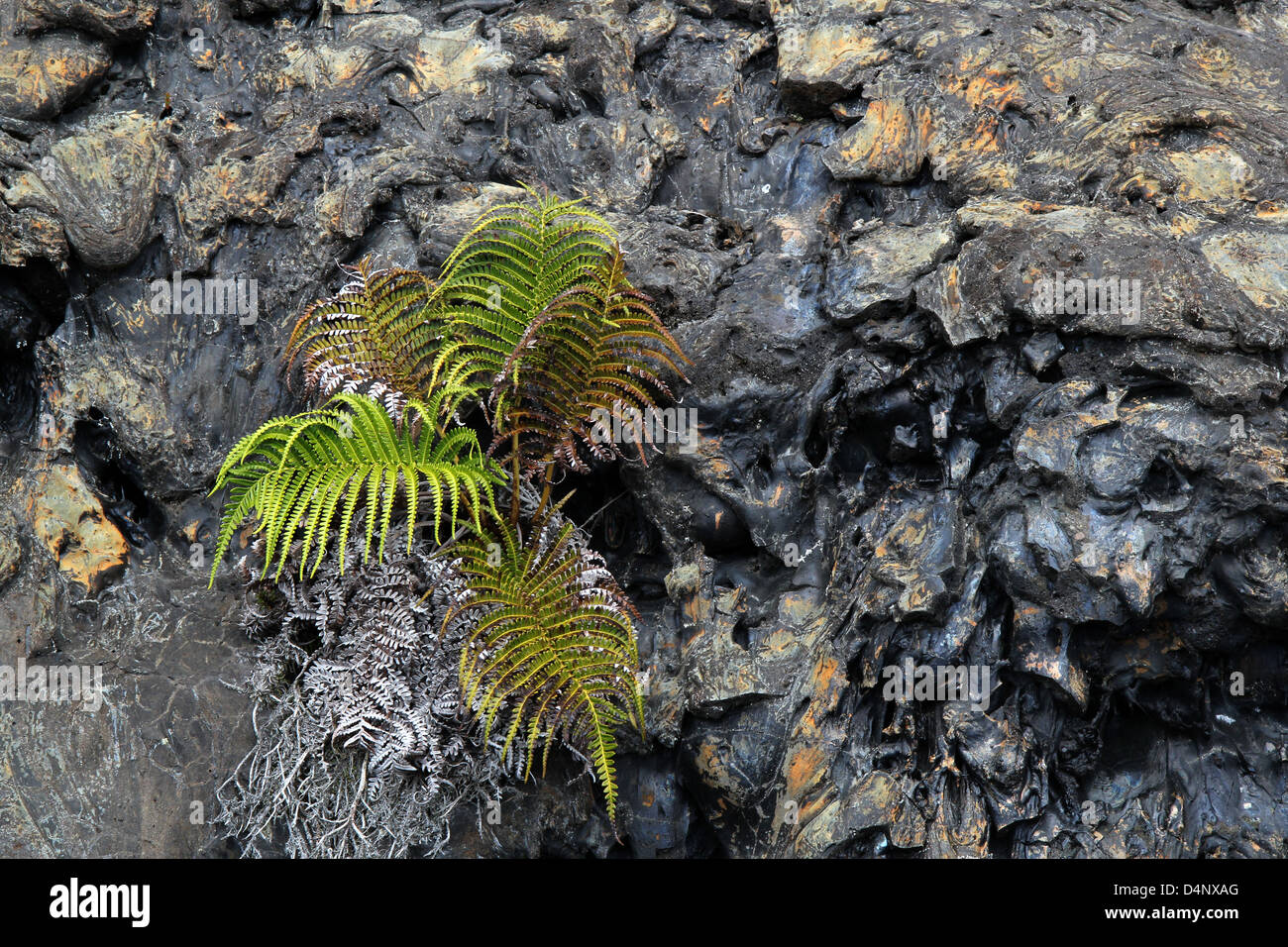 'Ama'u fern on lava flow Kilauea Volcanoes National Park Hawaii the big ...