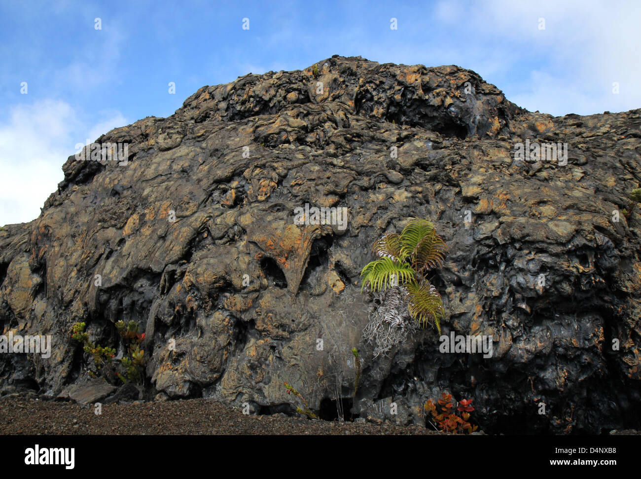 Ama’u fern hi-res stock photography and images - Alamy