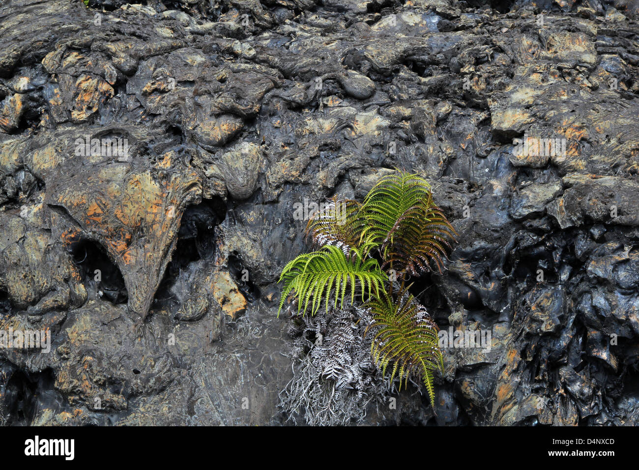 Ama’u fern hi-res stock photography and images - Alamy