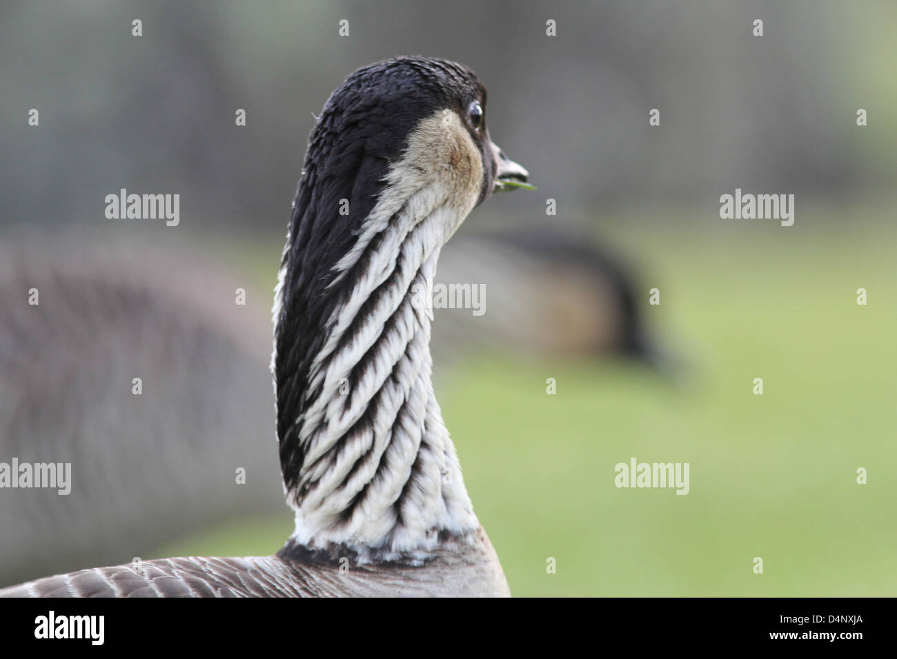 Nene goose endangered species Volcanoes National Park Hawaii Kilauea ...