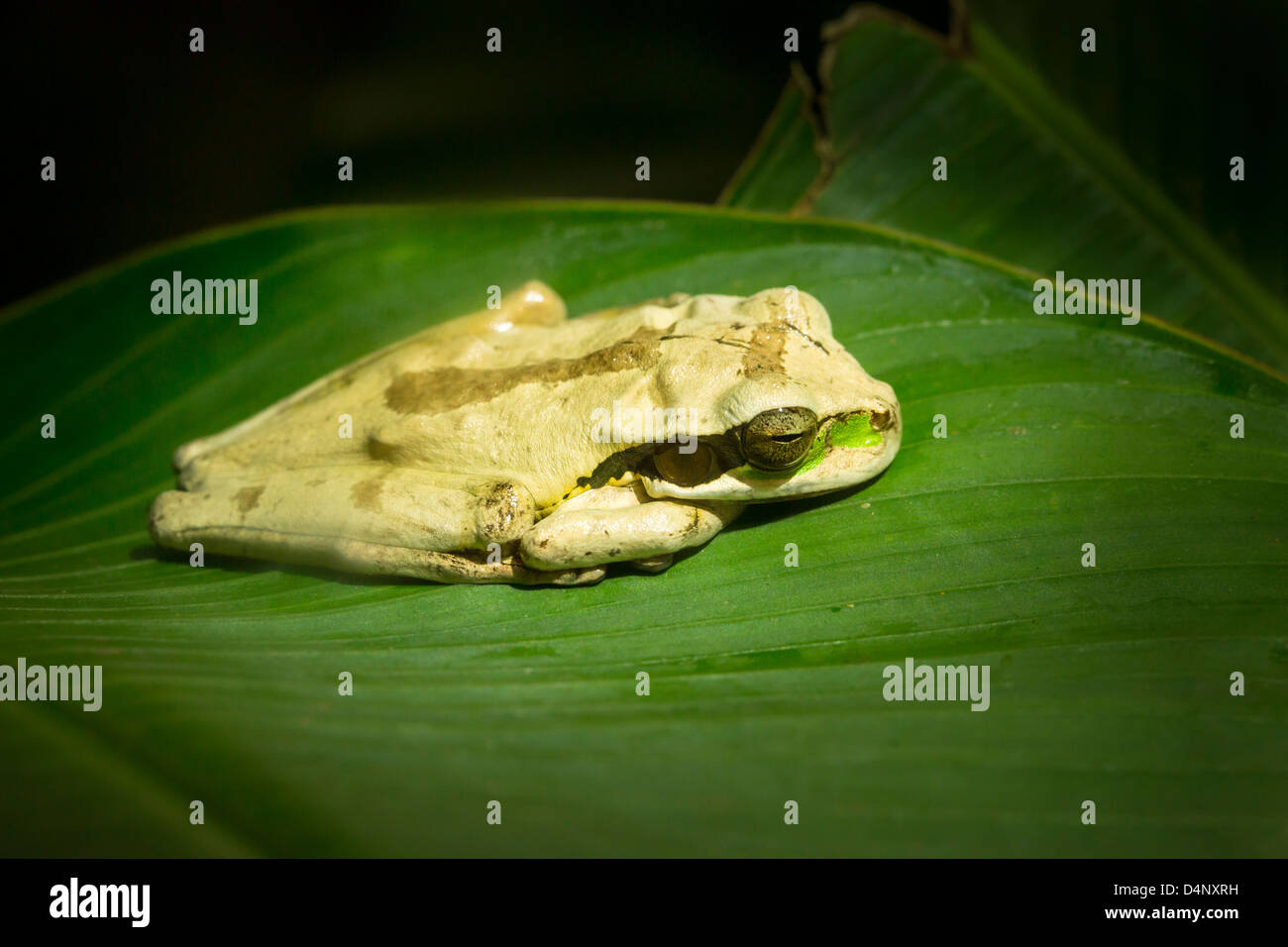 Amphibian sleeping hi-res stock photography and images - Alamy