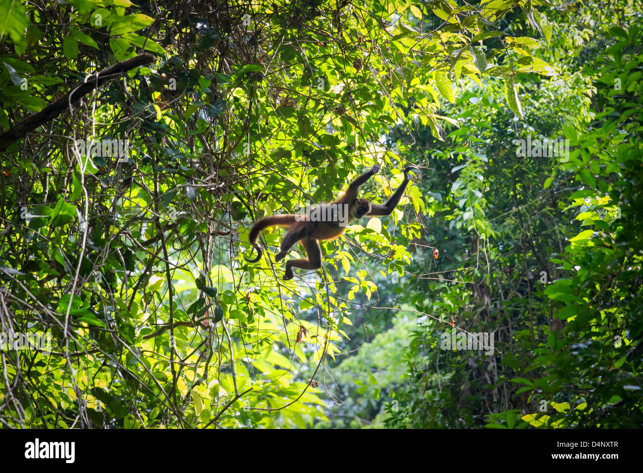 Rainforest monkey leaping hi-res stock photography and images - Alamy