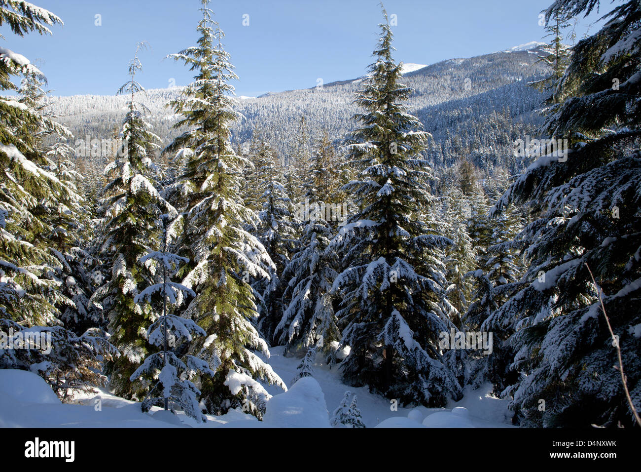 Winter Scenes Whistler, Canada Stock Photo - Alamy