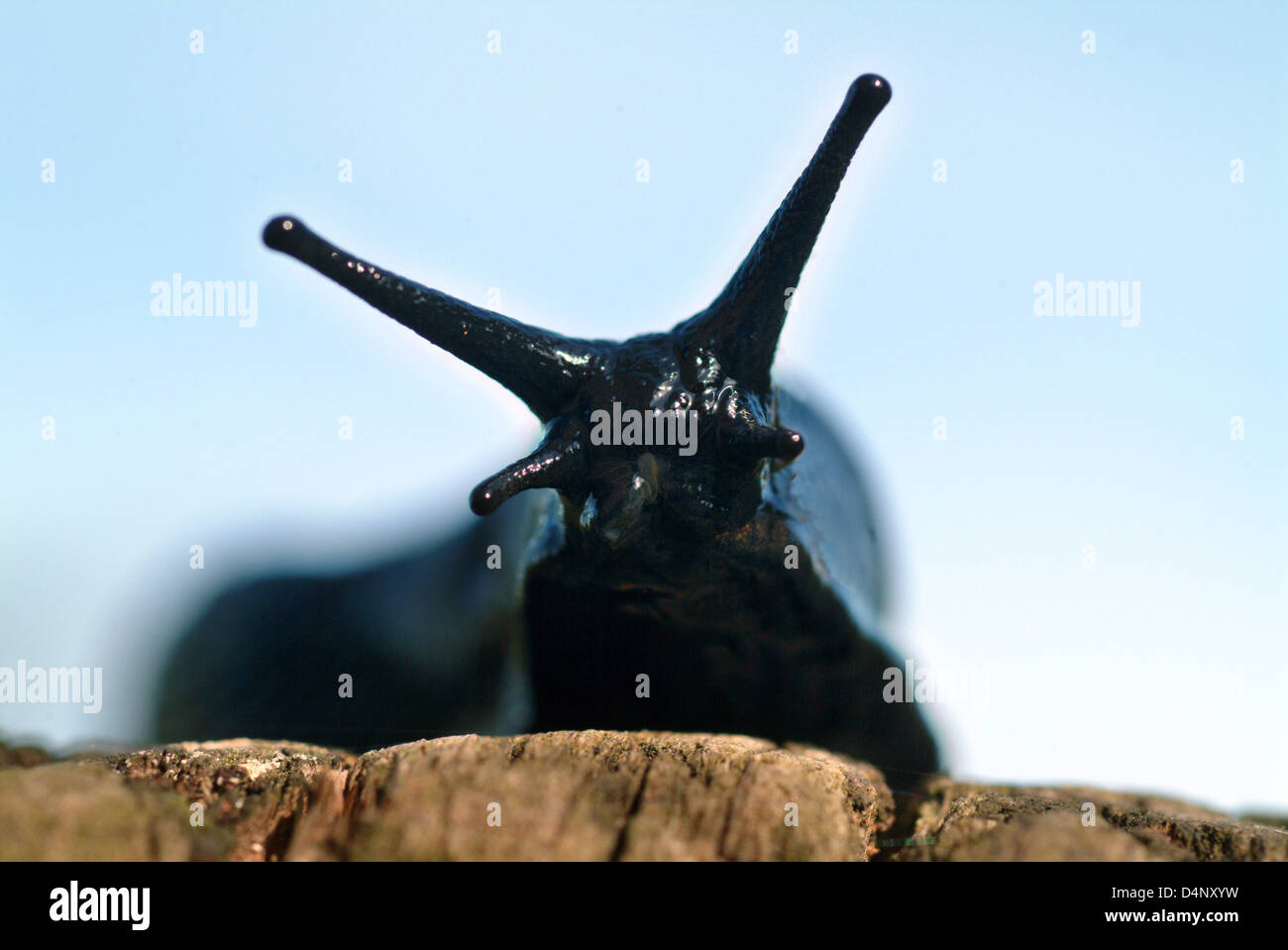 Slug up close hi-res stock photography and images - Alamy