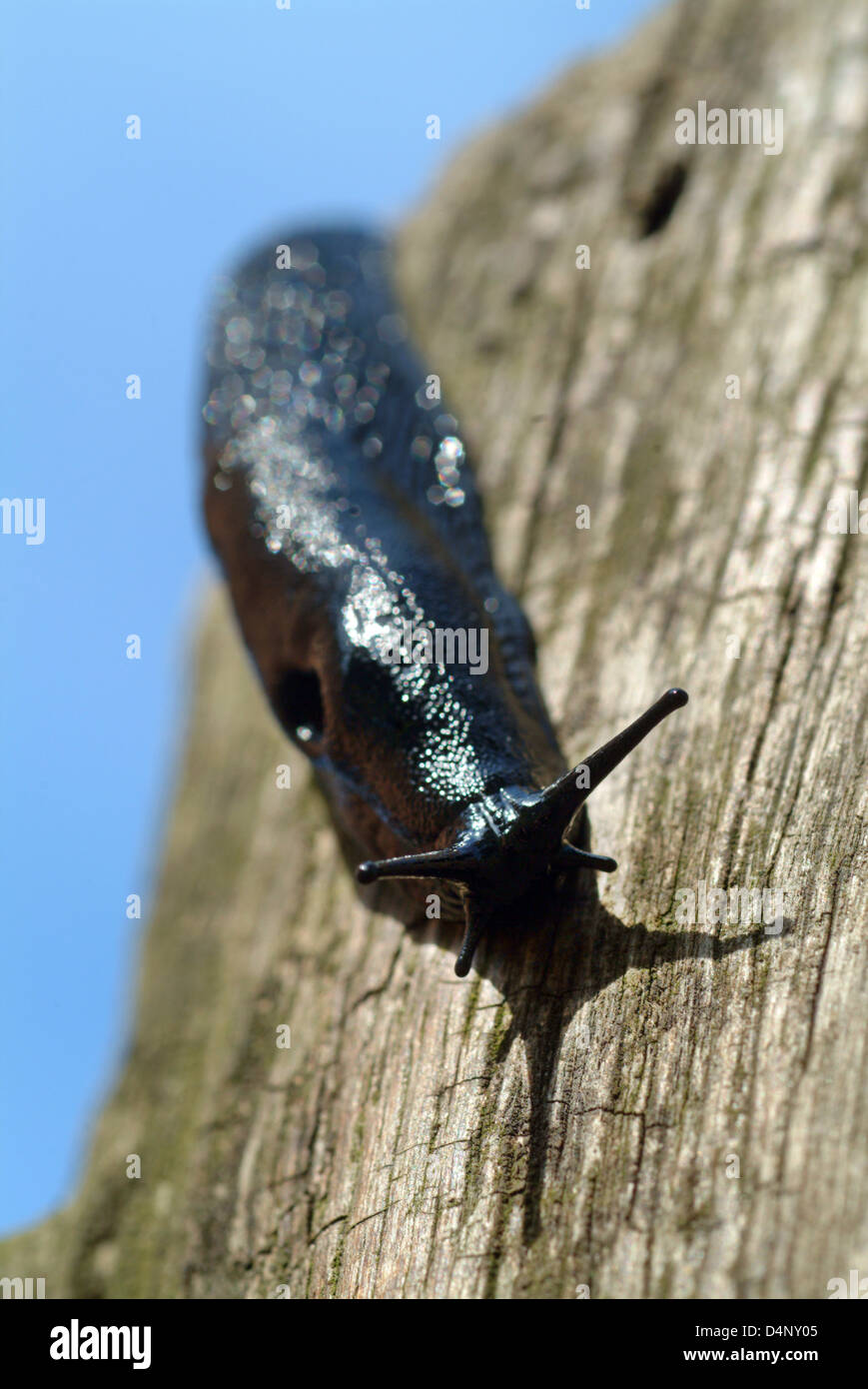Slug up close hi-res stock photography and images - Alamy
