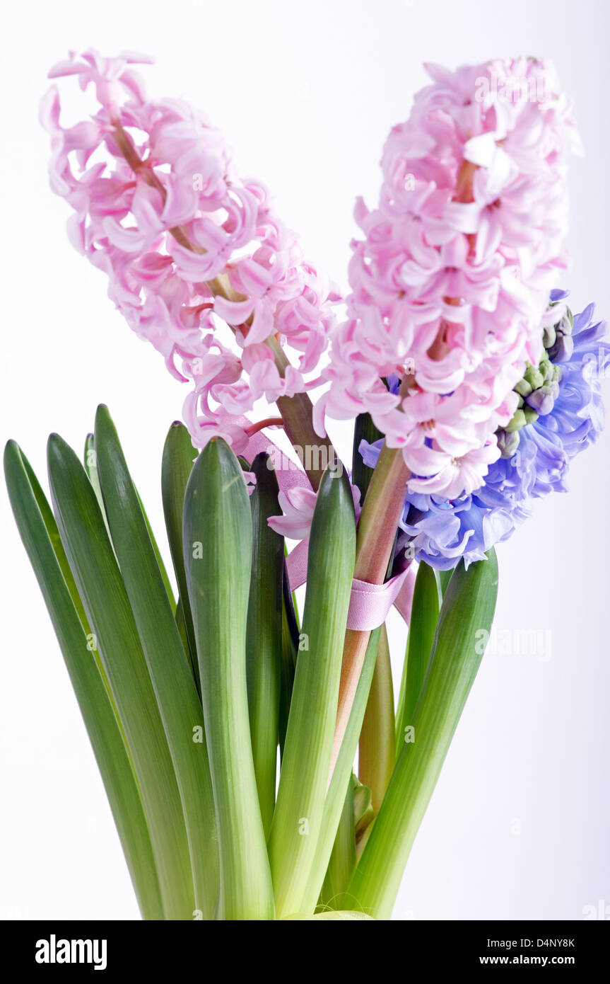 Photo of beautiful hyacinth on white background Stock Photo - Alamy