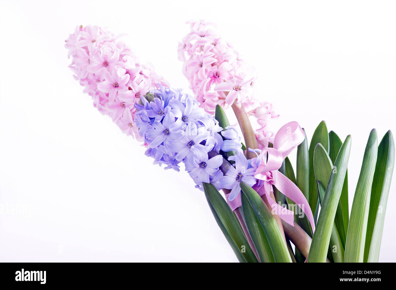 Photo of beautiful hyacinth on white background Stock Photo - Alamy