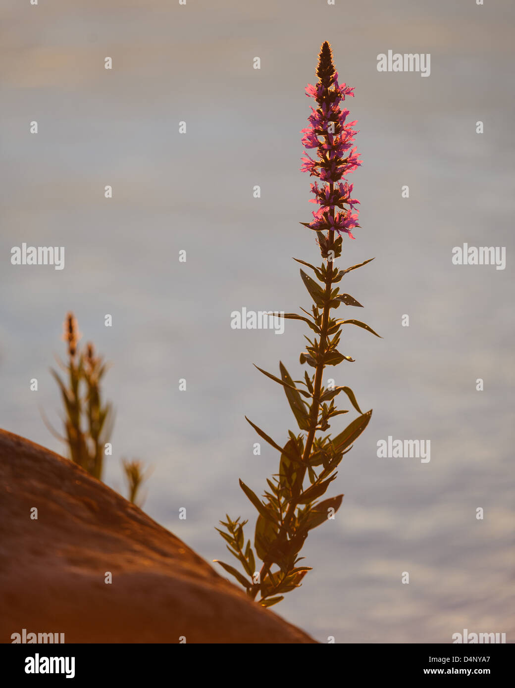 Flowering plants in Djurö Nationalpark, Vänern, Sweden, Europe Stock ...