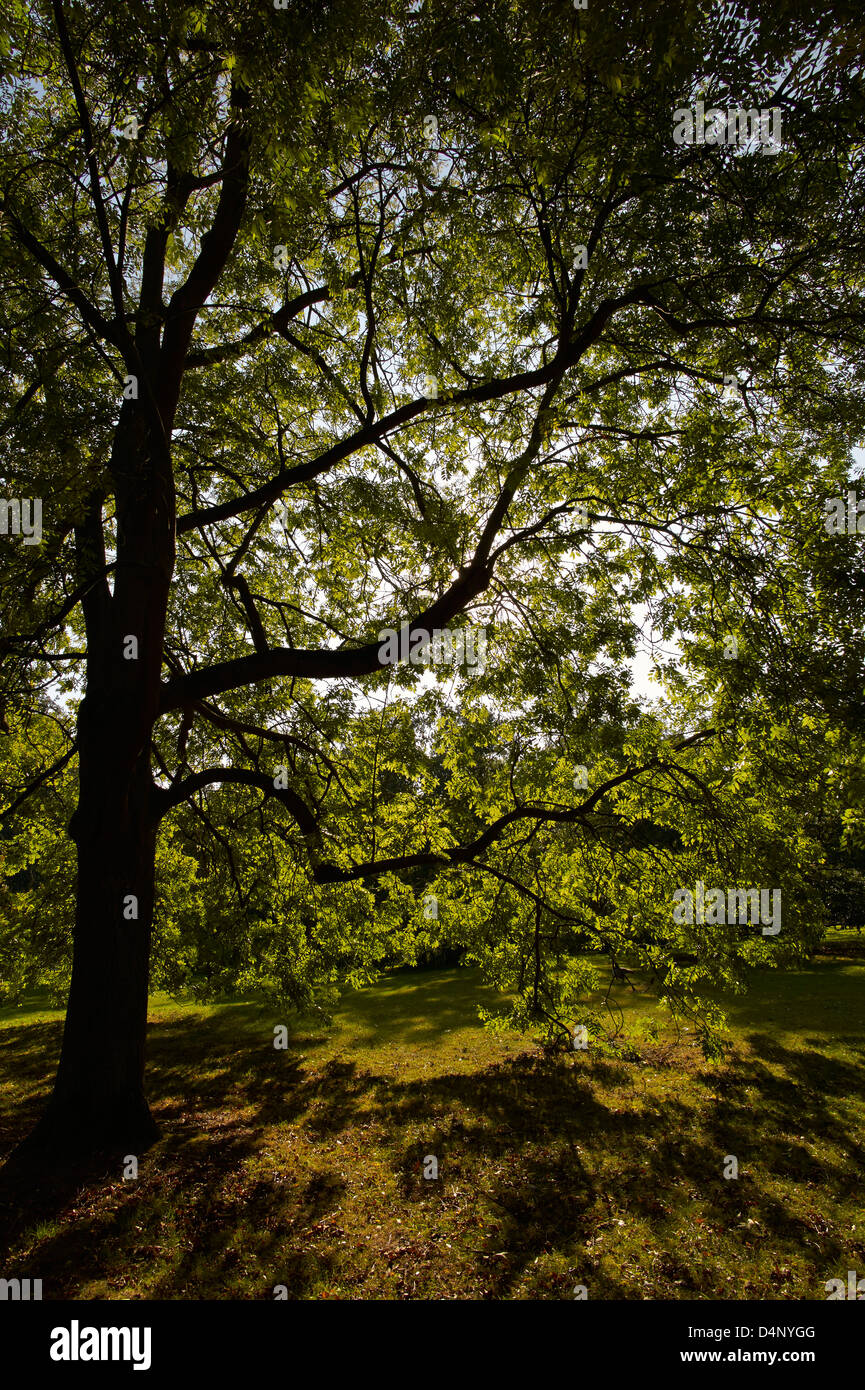 Dappled shade tree hi-res stock photography and images - Alamy