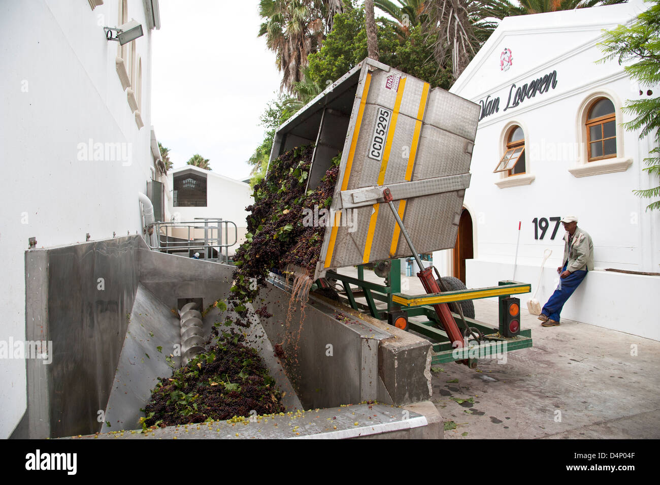 Red Muscat grapes arriving at Van Loveran cellars.Robertson wine region ...
