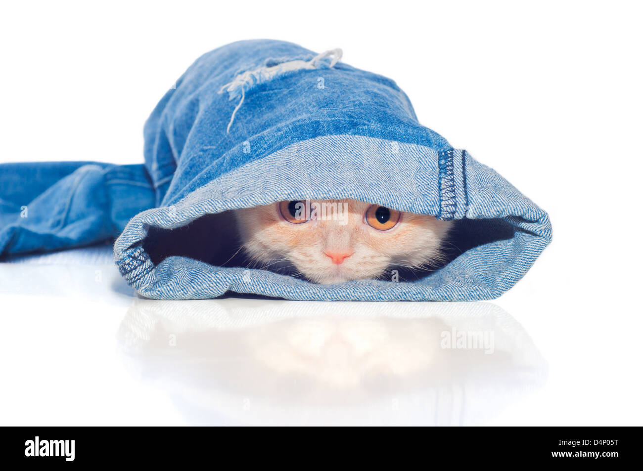 the red kitty is in one trouser-leg of blue jeans on a white background ...