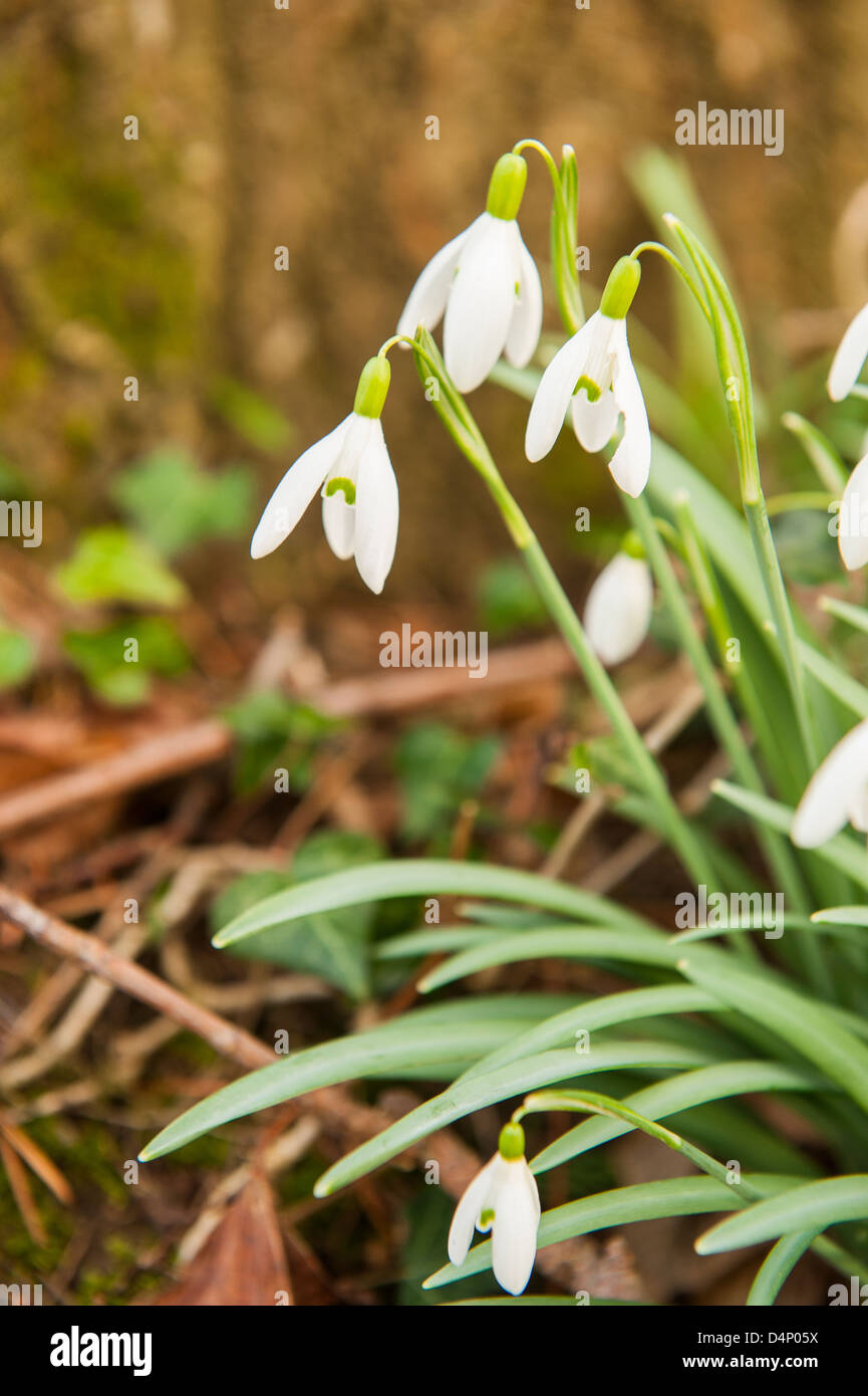 Snow dublin hi-res stock photography and images - Alamy