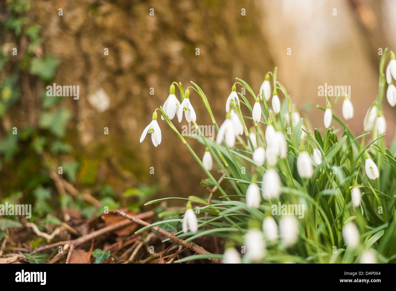 Spring smells hi-res stock photography and images - Alamy