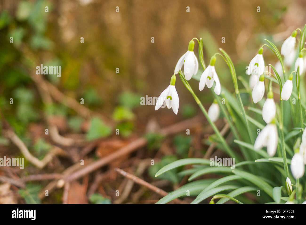 spring is arriving Stock Photo - Alamy