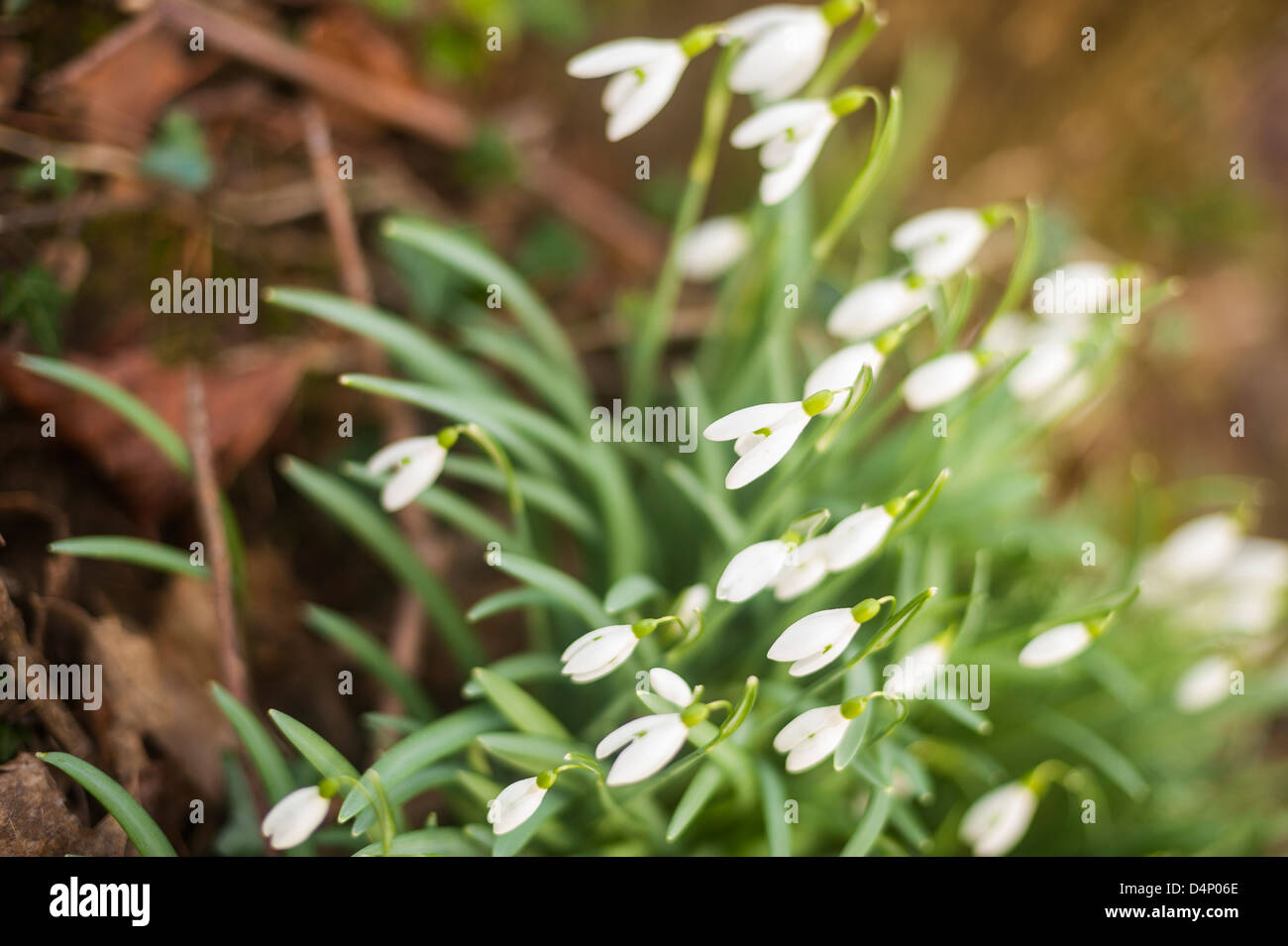 spring flowers - snow drop Stock Photo - Alamy