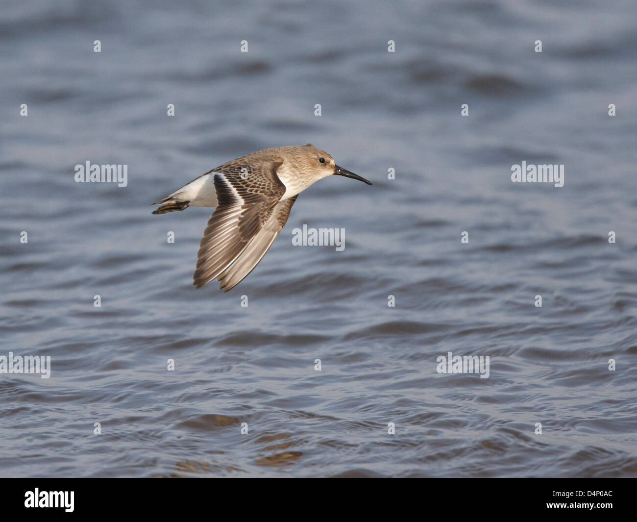Dunlin in flight Stock Photo - Alamy