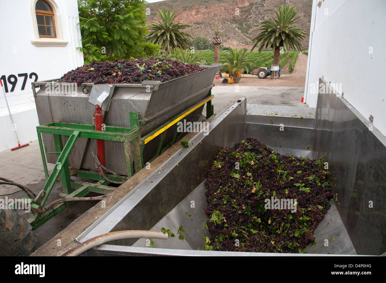 Red Muscat grapes arriving at Van Loveran cellars.Robertson wine region ...