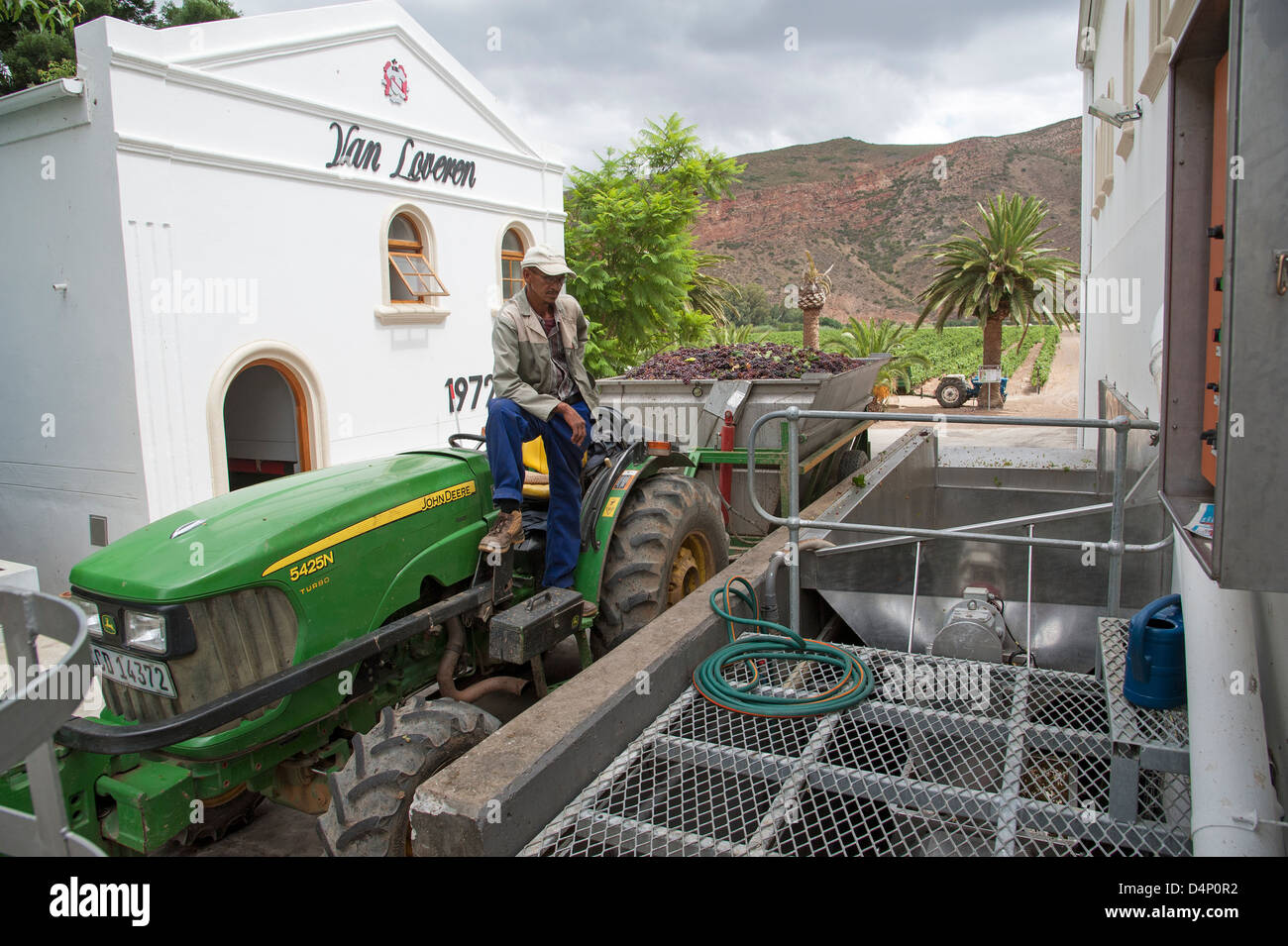 Red Muscat grapes arriving at Van Loveran cellars.Robertson wine region ...