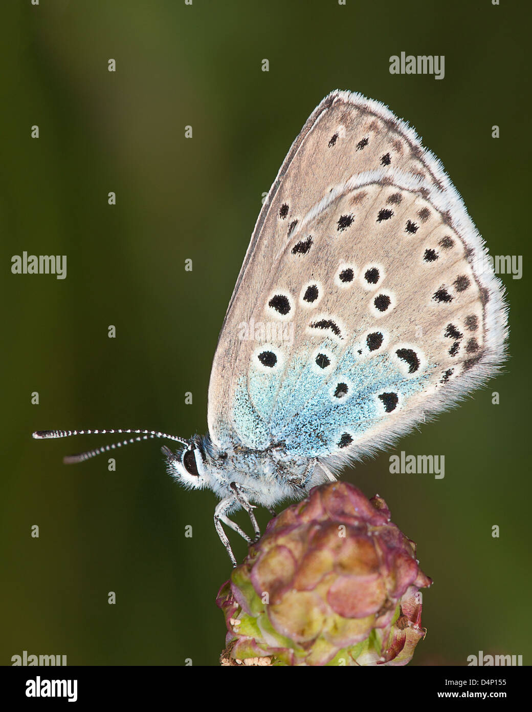 Large Blue (Maculinea arion) at rest on wild thyme Stock Photo - Alamy