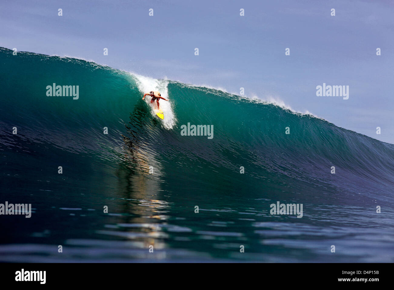 Surfer dropping into huge green surfing wave on Nias Island in Sumatra ...