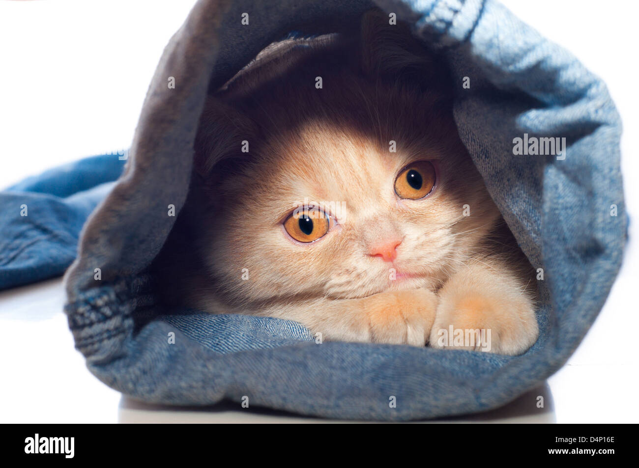 the red kitty is in one trouser-leg of blue jeans on a white background ...
