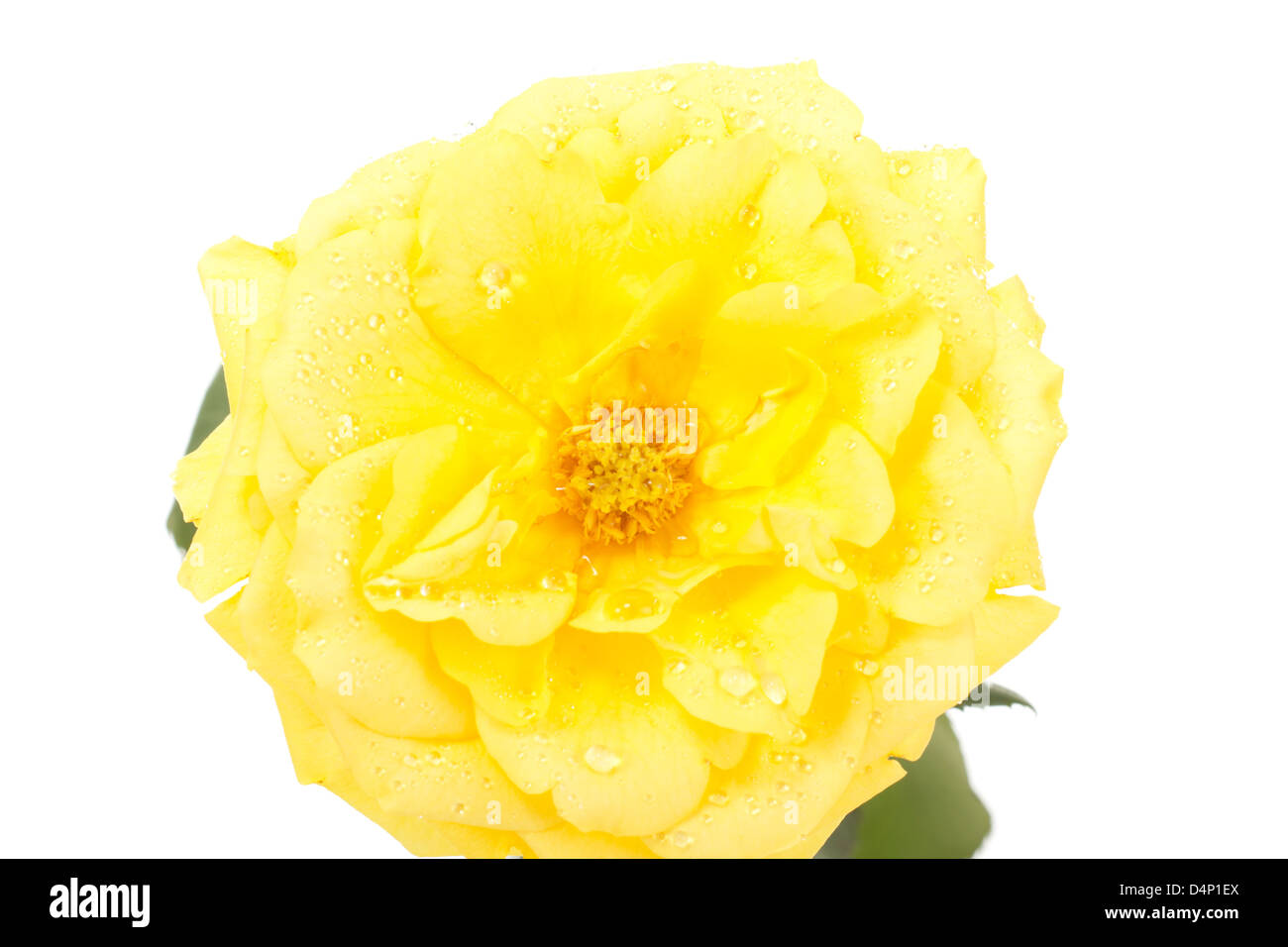 Yellow roses water hi-res stock photography and images - Alamy
