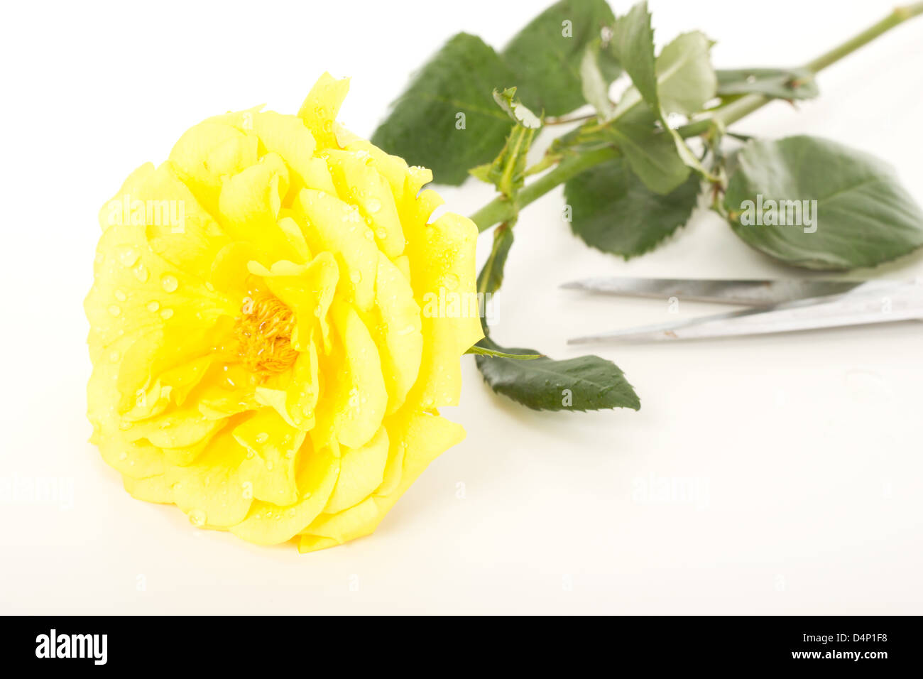 Beautiful Yellow Roses With Water Drops