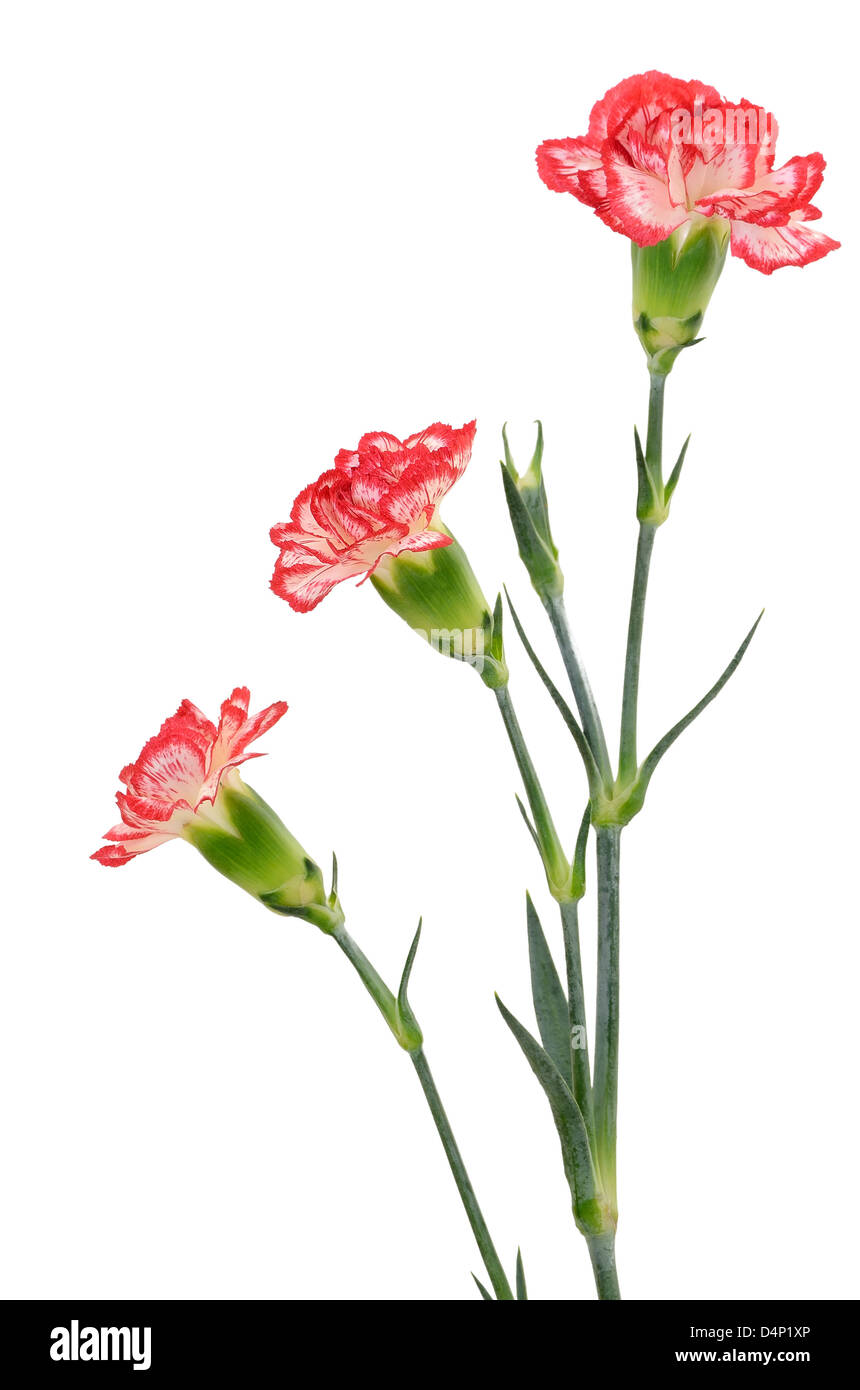 Red with white carnation flower isolated on white background Stock ...