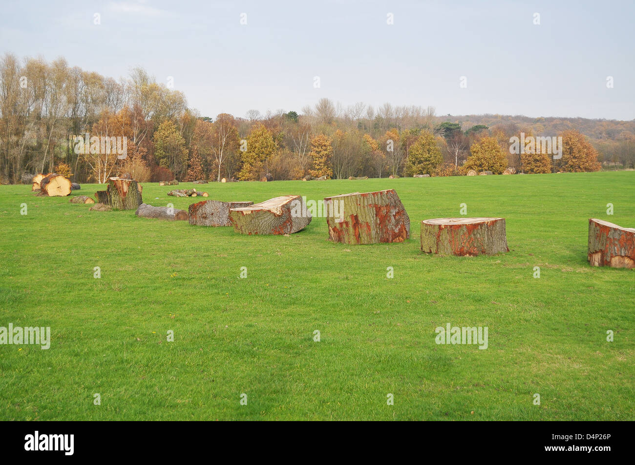 Tree cut open in hi-res stock photography and images - Alamy