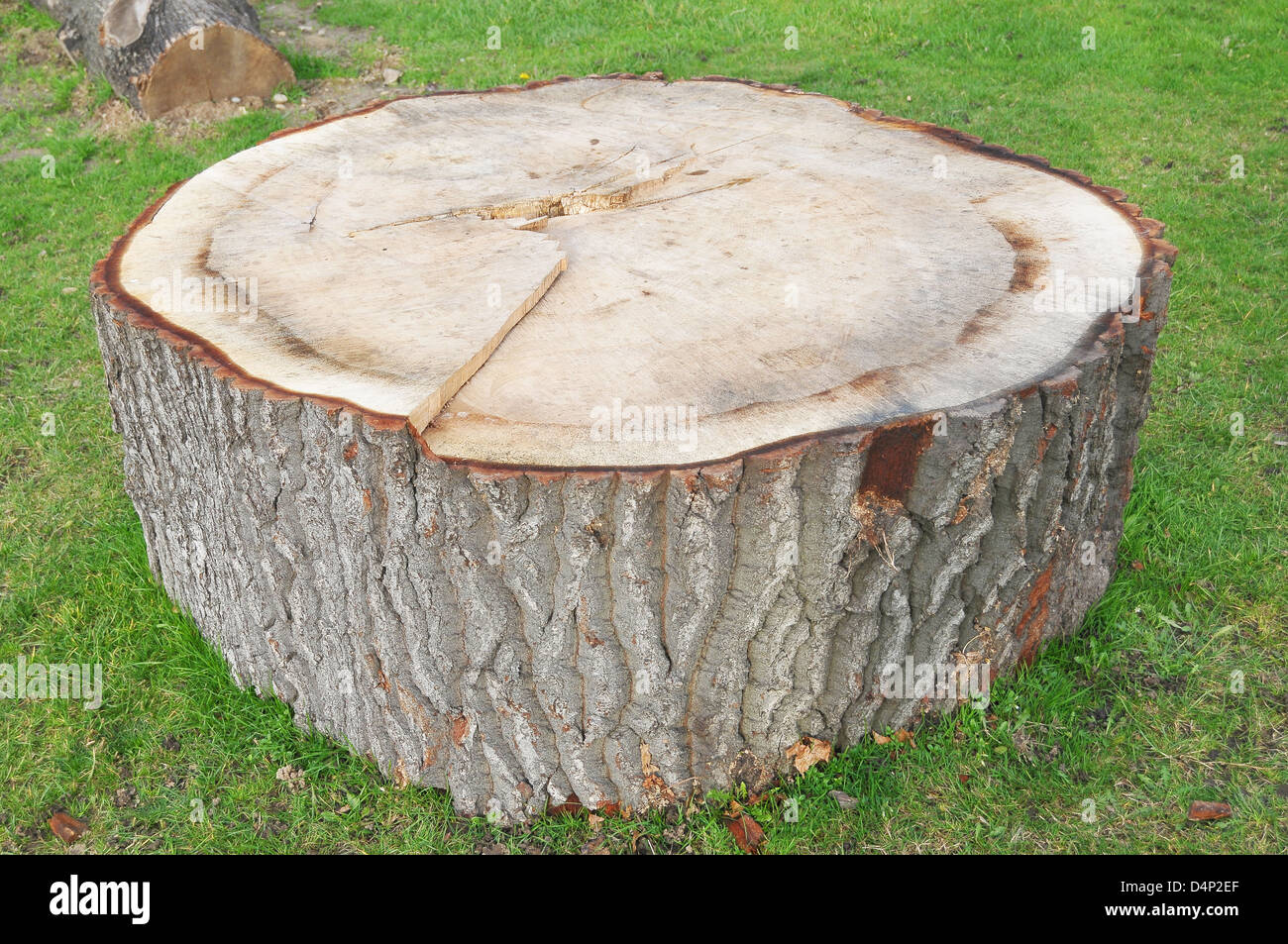 Large cross section piece from a tree surrounded by grass Stock Photo ...
