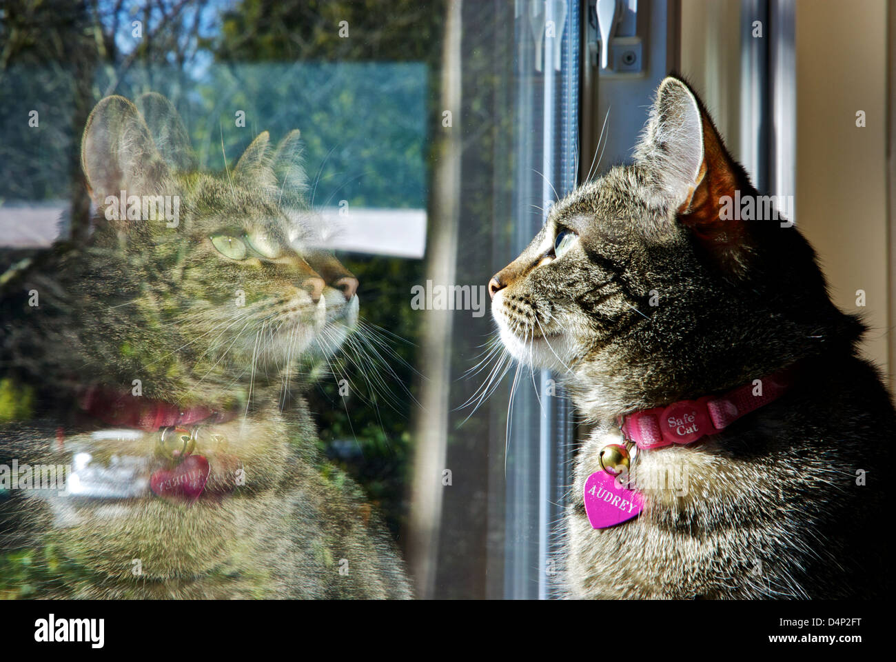 Reflection shorthair domestic tabby cat in double pane window Stock ...