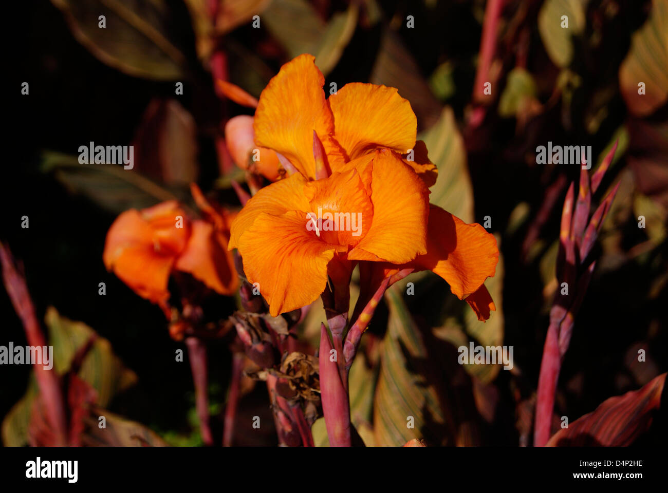 Canna Lily flower Cannaceae at Cubbon Park Bangalore India Stock Photo ...