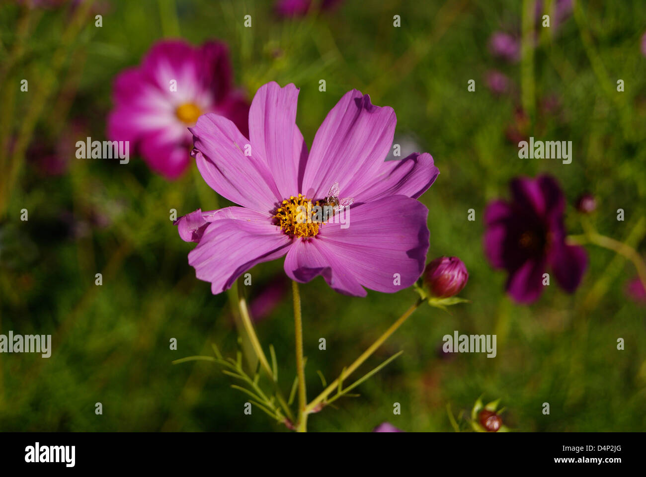Gadfly Insect fly sucking Honey from Violet marigold flowers ...