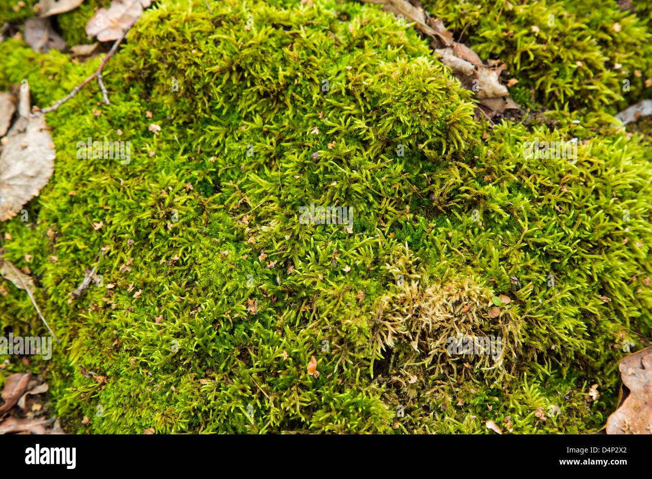 Wet piece of ground hi-res stock photography and images - Alamy