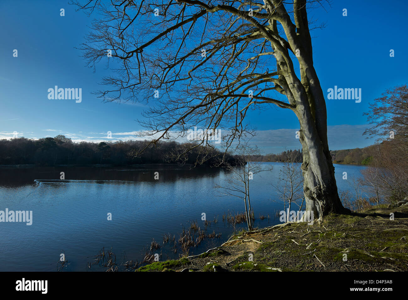 Virginia Water in Autumn Stock Photo - Alamy